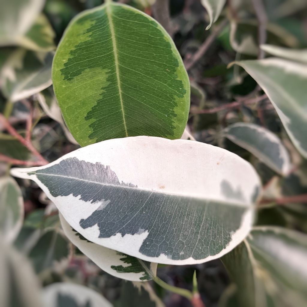 Ficus Variegado - Comprar en Vivero Mario
