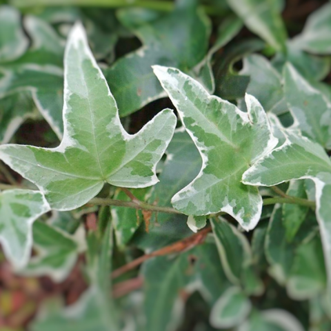 Hiedra Mini - Comprar en Vivero Mario