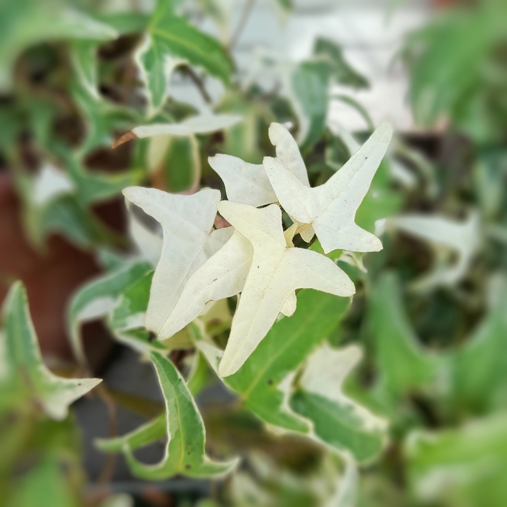 Hiedra Mini - Comprar en Vivero Mario