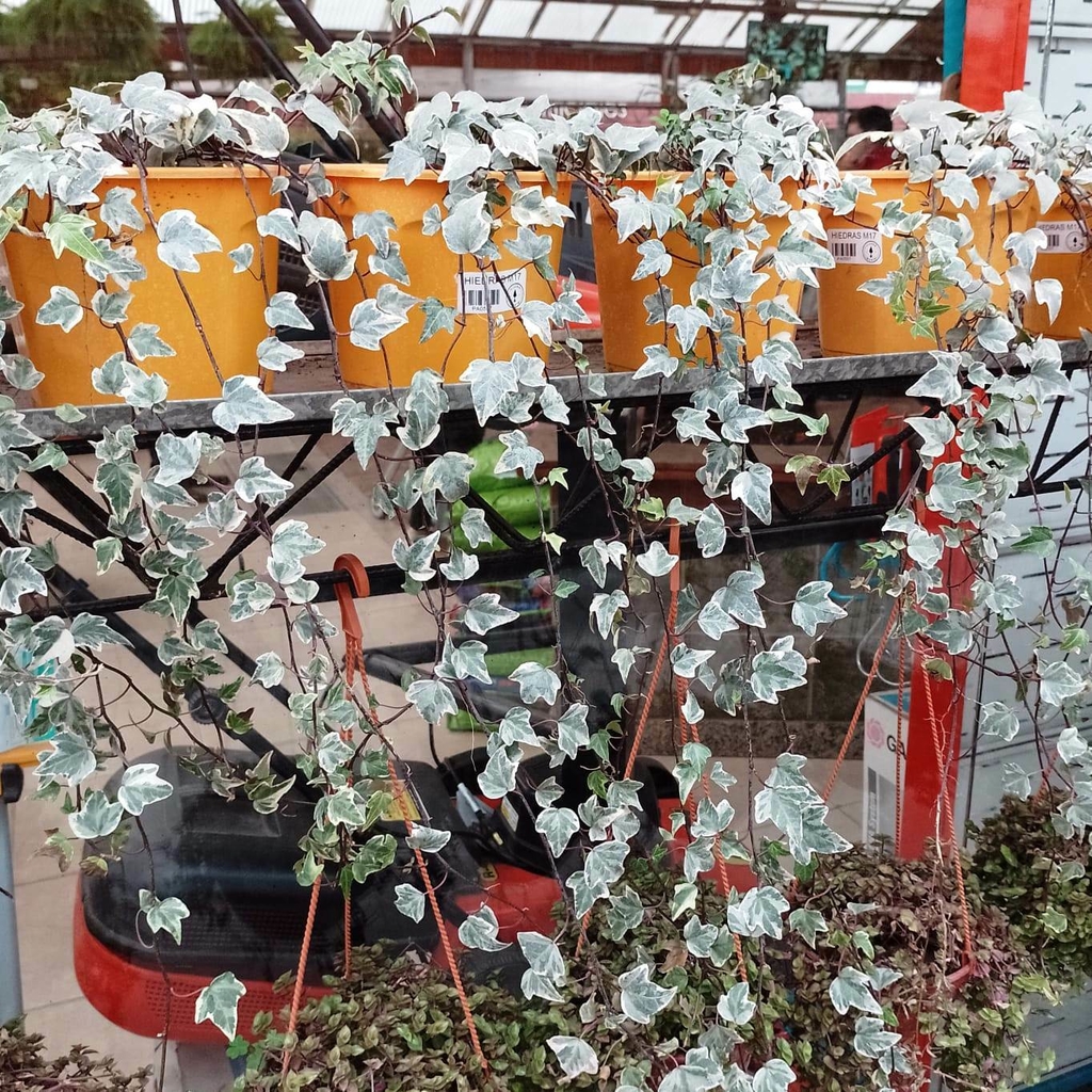 Hiedra Mini - Comprar en Vivero Mario