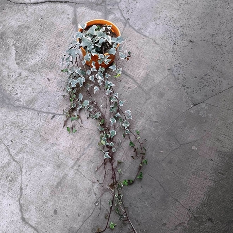 Hiedra Mini - Comprar en Vivero Mario