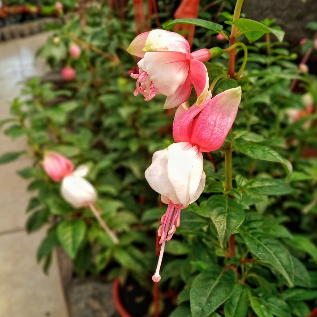 Aljaba - Comprar en Vivero Mario