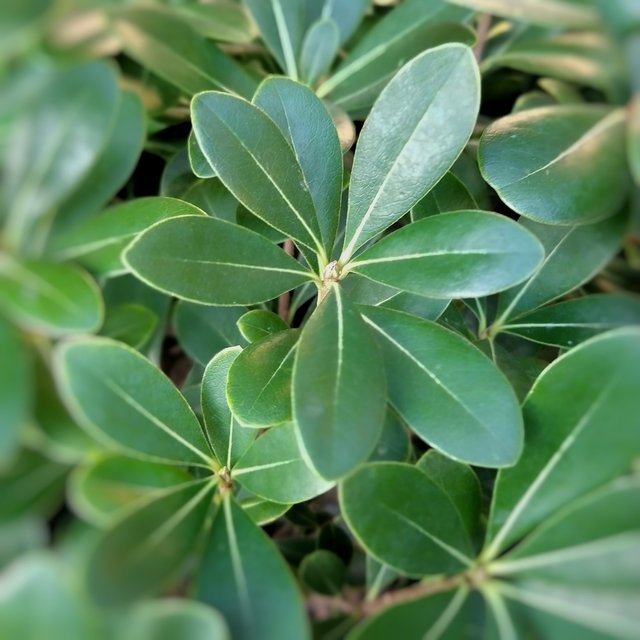 Azarero - Comprar en Vivero Mario