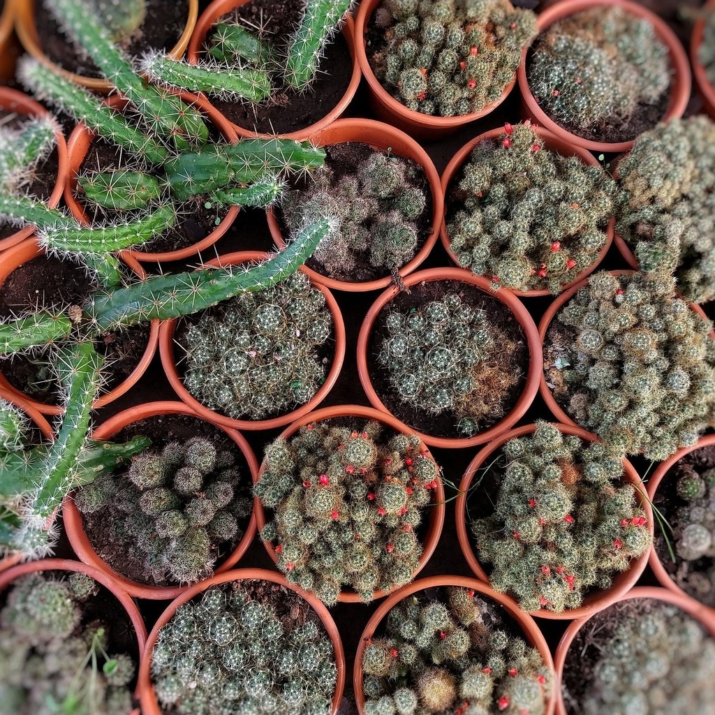 Cactus - Comprar en Vivero Mario