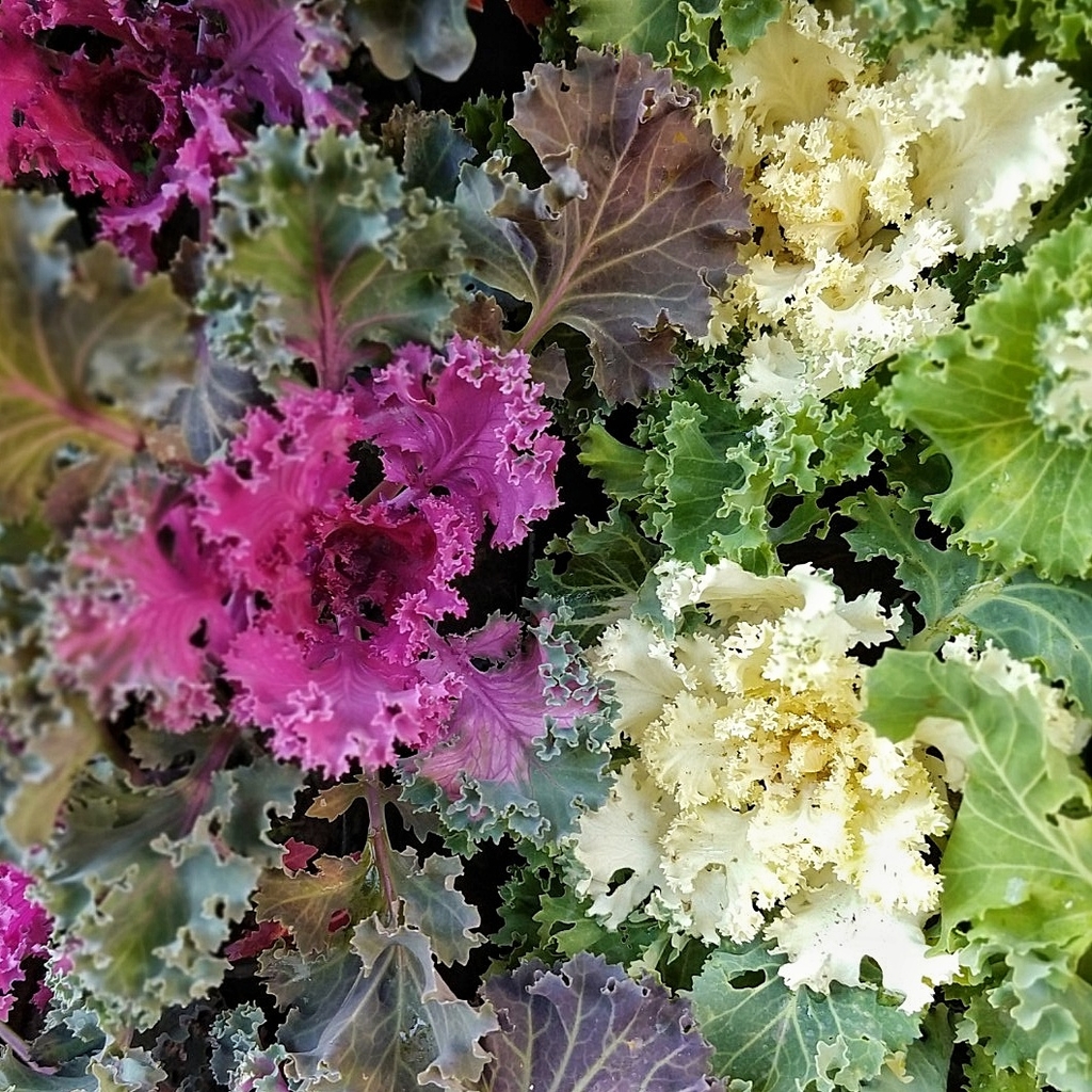 Repollo Ornamental - Comprar en Vivero Mario