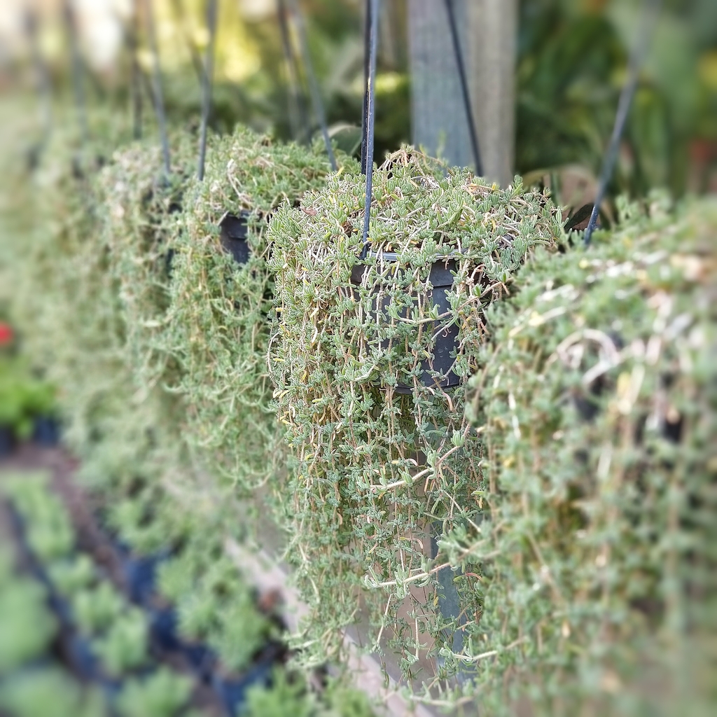 Manto de Virgen - Comprar en Vivero Mario