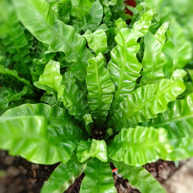 Asplenium Crispy Wave - Comprar en Vivero Mario