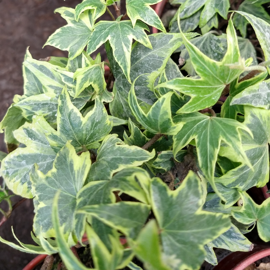 Hiedra Mini - Comprar en Vivero Mario