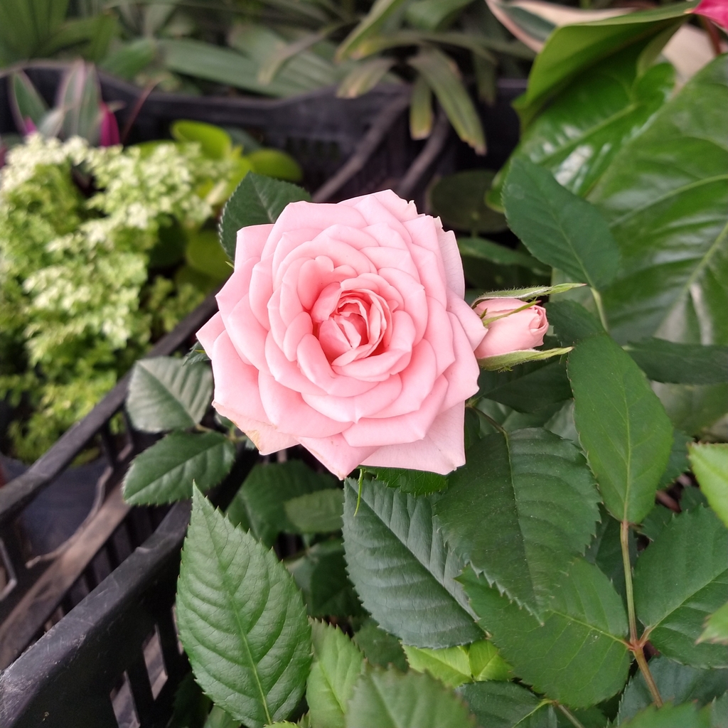 Rosa Miniatura - Comprar en Vivero Mario