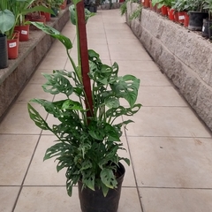 Monstera Peruviana - Comprar en Vivero Mario