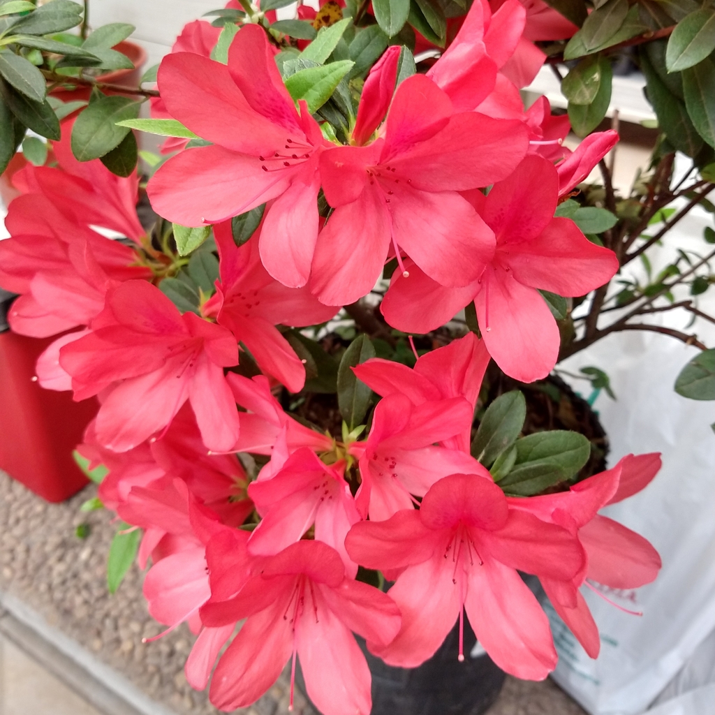 Azalea Simple - Comprar en Vivero Mario