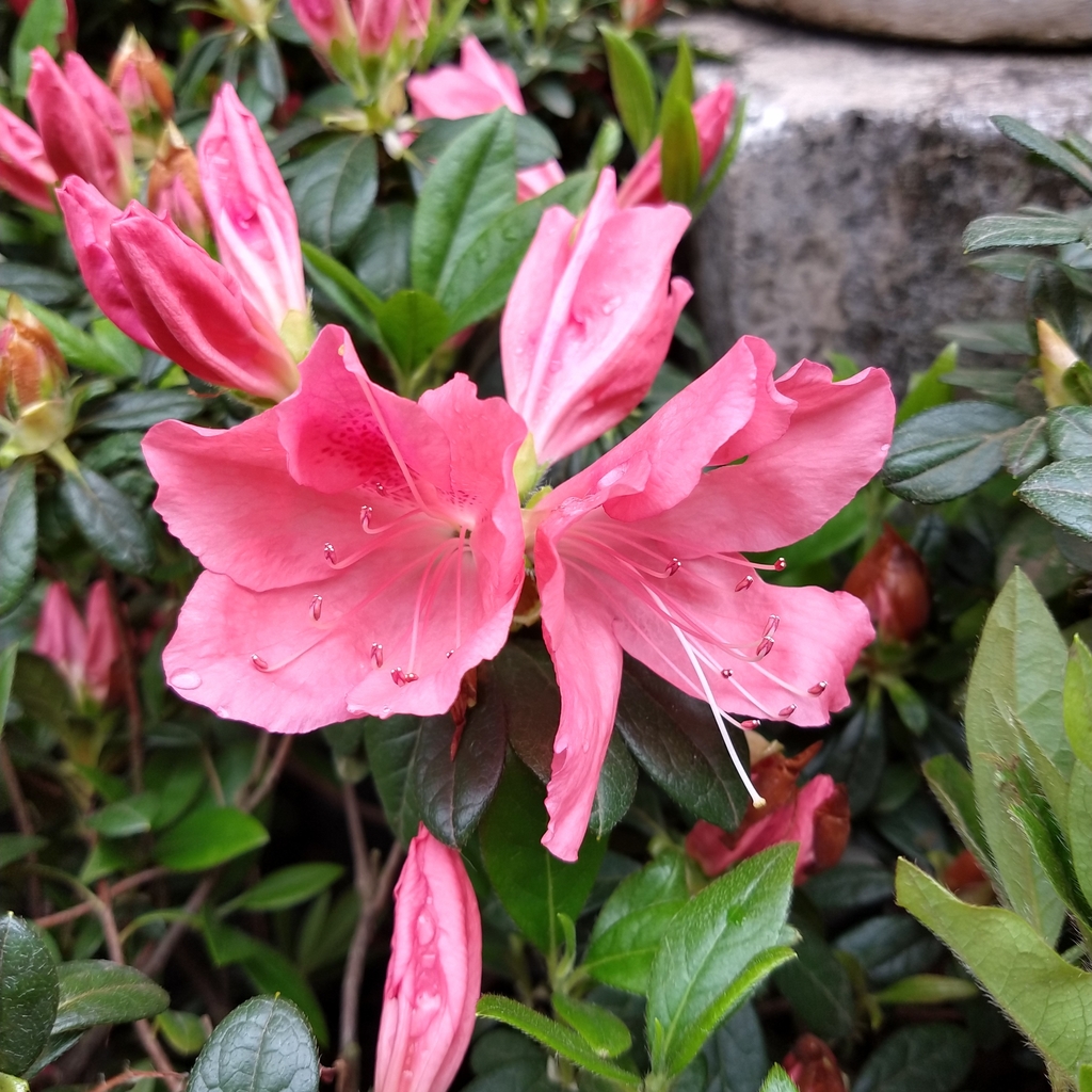 Azalea Simple - Comprar en Vivero Mario