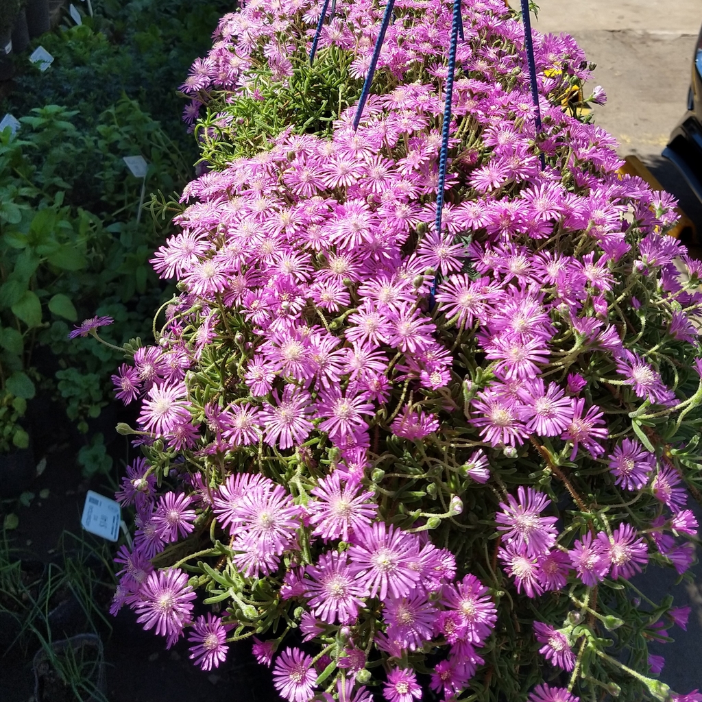 Manto de Virgen - Comprar en Vivero Mario