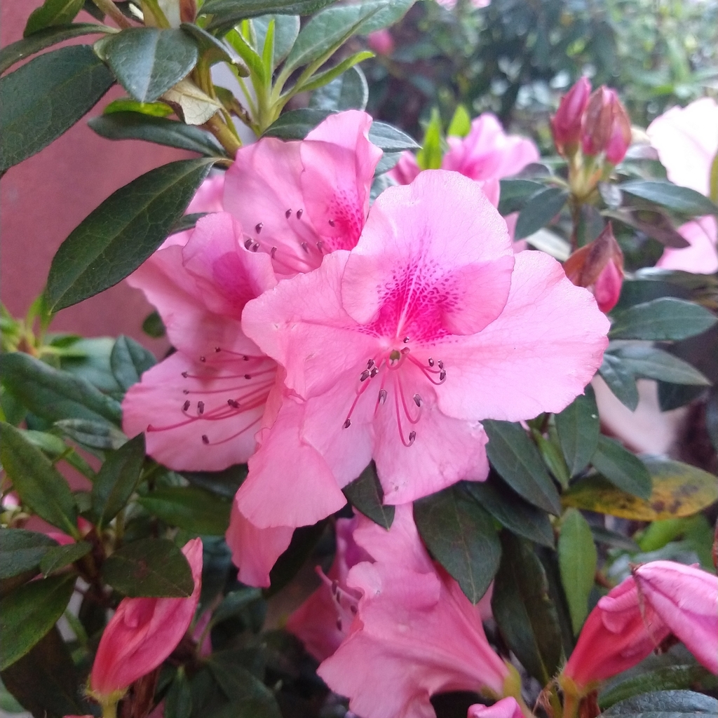 Azalea Simple - Comprar en Vivero Mario