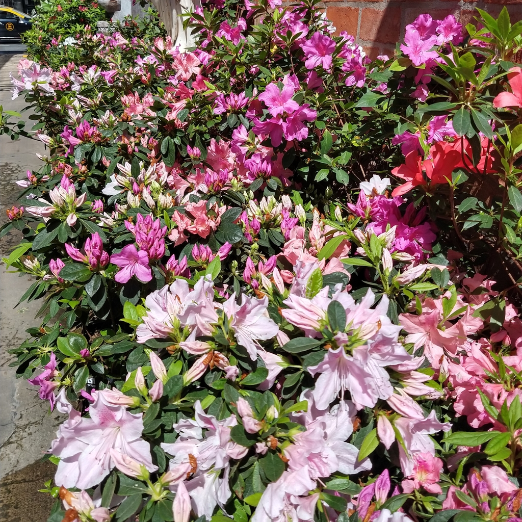 Azalea Simple - Comprar en Vivero Mario