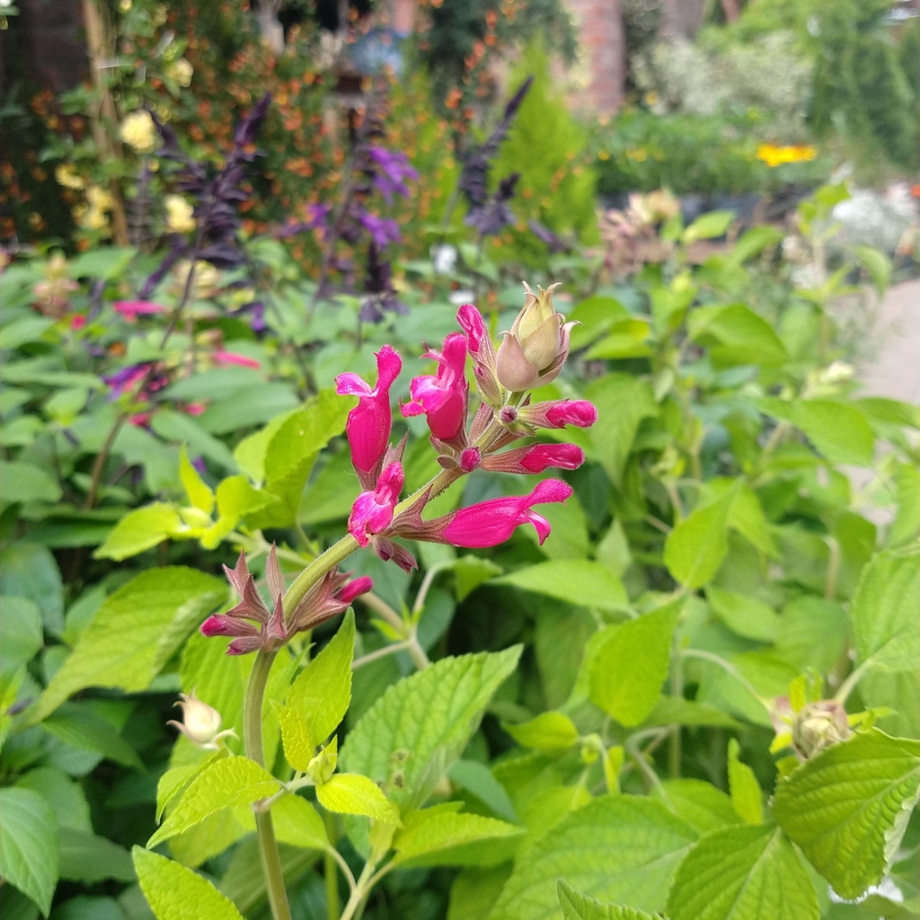 Salvias para Colibríes - Comprar en Vivero Mario