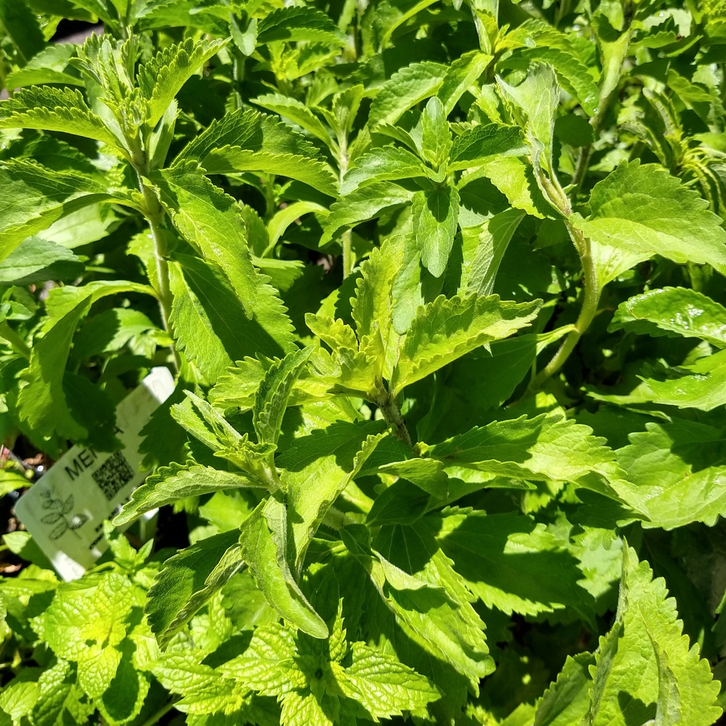 Aromáticas - Comprar en Vivero Mario