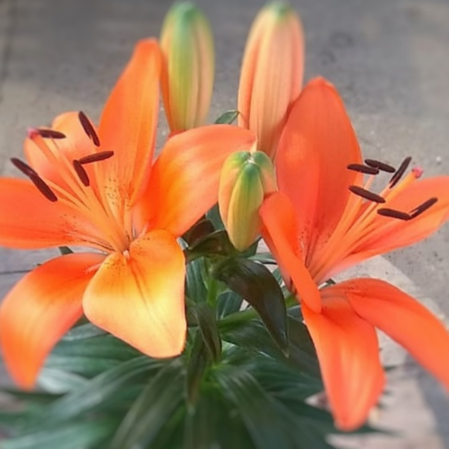 Lilium - Comprar en Vivero Mario