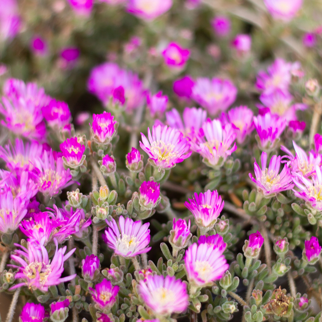 Manto de Virgen - Comprar en Vivero Mario