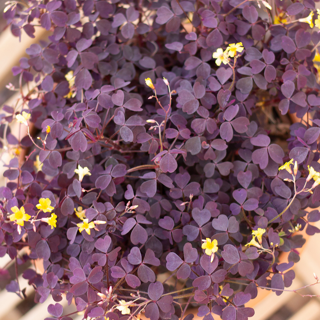 Oxalis Rubra - Comprar en Vivero Mario
