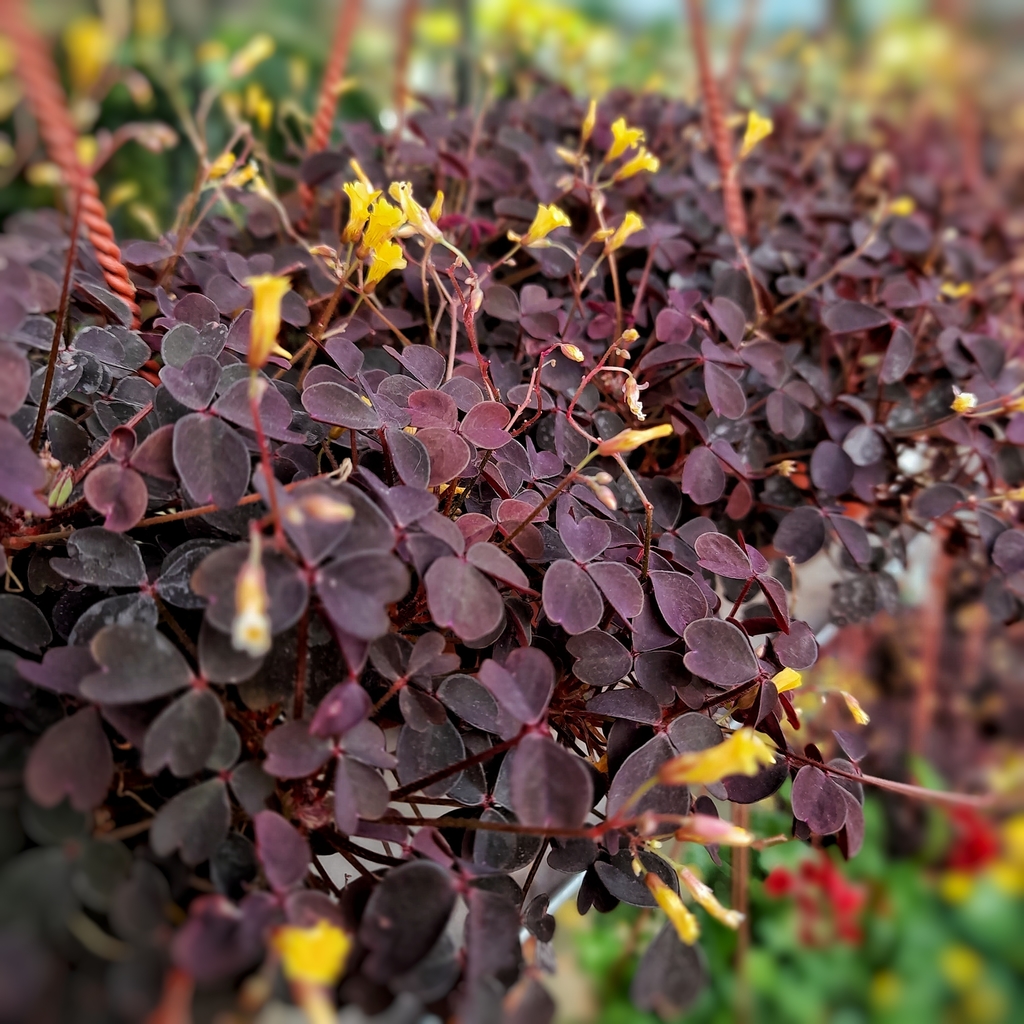 Oxalis Rubra - Comprar en Vivero Mario