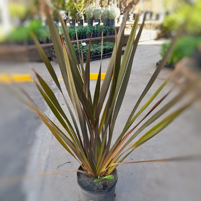 Phormio Rubra - Comprar en Vivero Mario