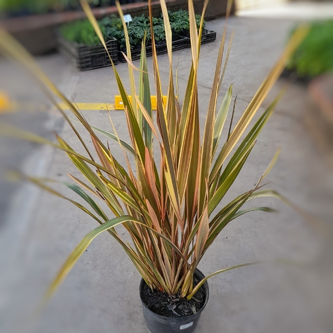 Phormio Tricolor - Comprar en Vivero Mario