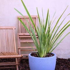 Phormio Variegado - Comprar en Vivero Mario