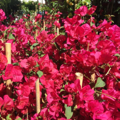 Tienda Online de Vivero Mario