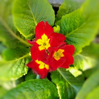 Tienda Online de Vivero Mario