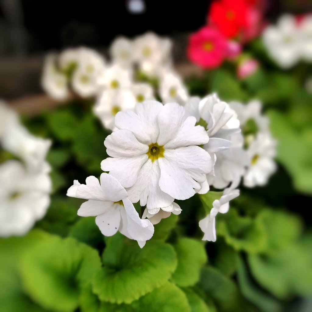 Prímula Obcónica - Comprar en Vivero Mario