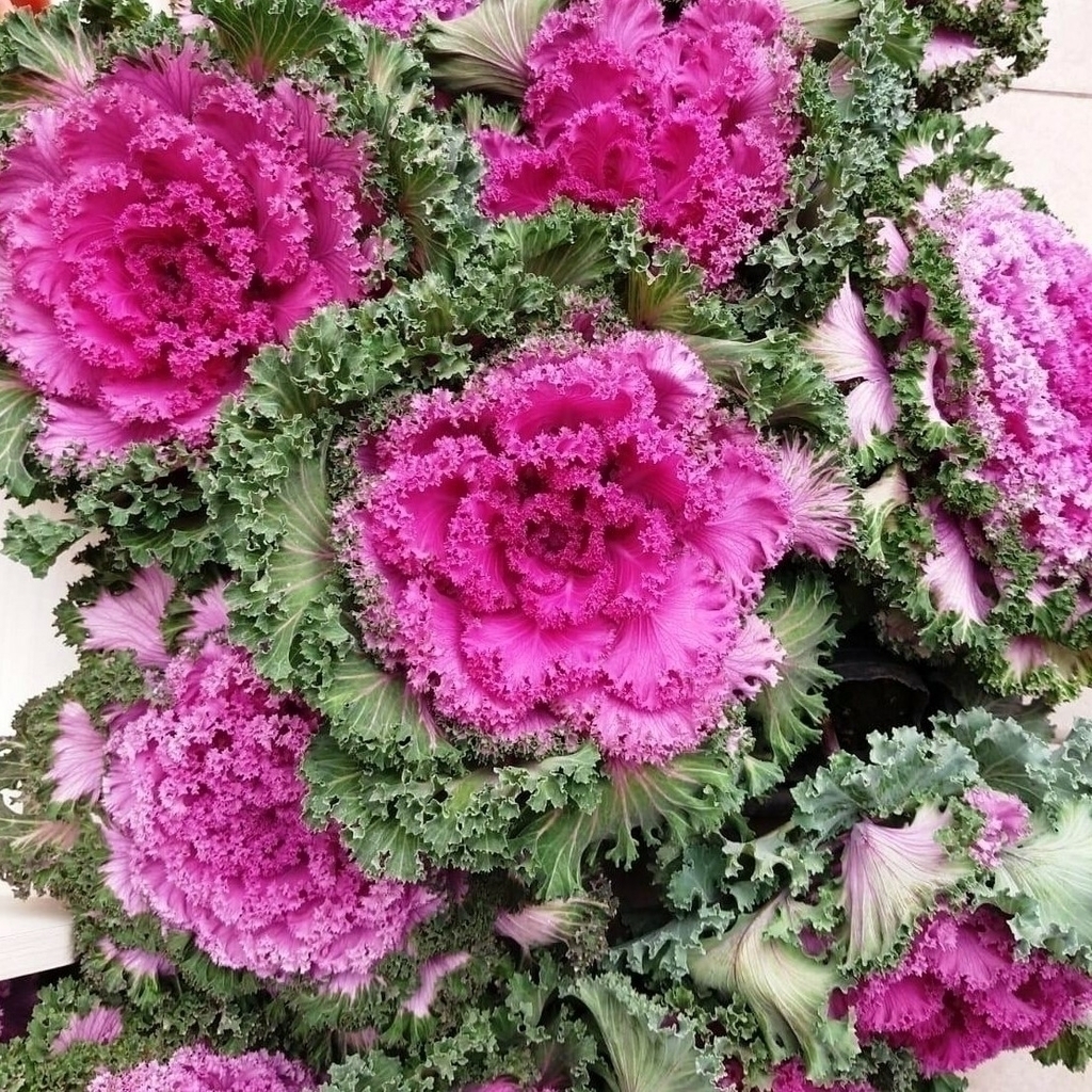 Repollo Ornamental - Comprar en Vivero Mario