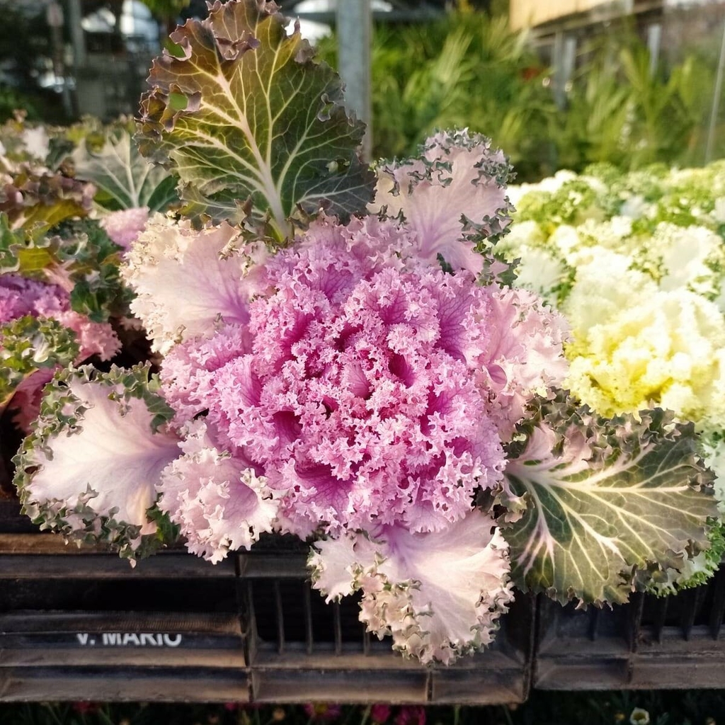 Repollo Ornamental - Comprar en Vivero Mario