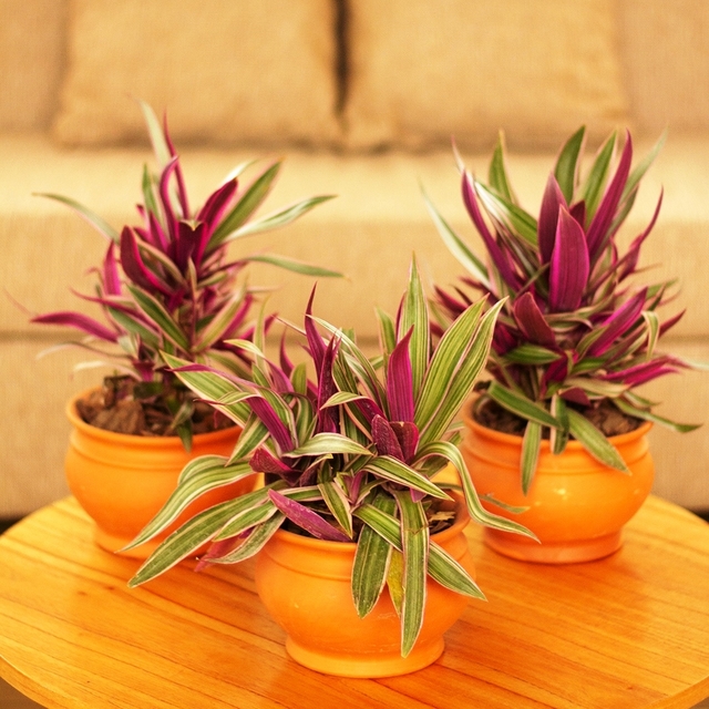 Rhoeo Discolor - Comprar en Vivero Mario