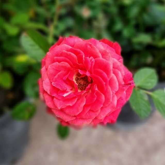 Rosa Rococó - Comprar en Vivero Mario