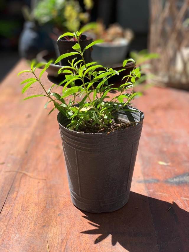 Planta de Cedrón - Comprar en Fértil