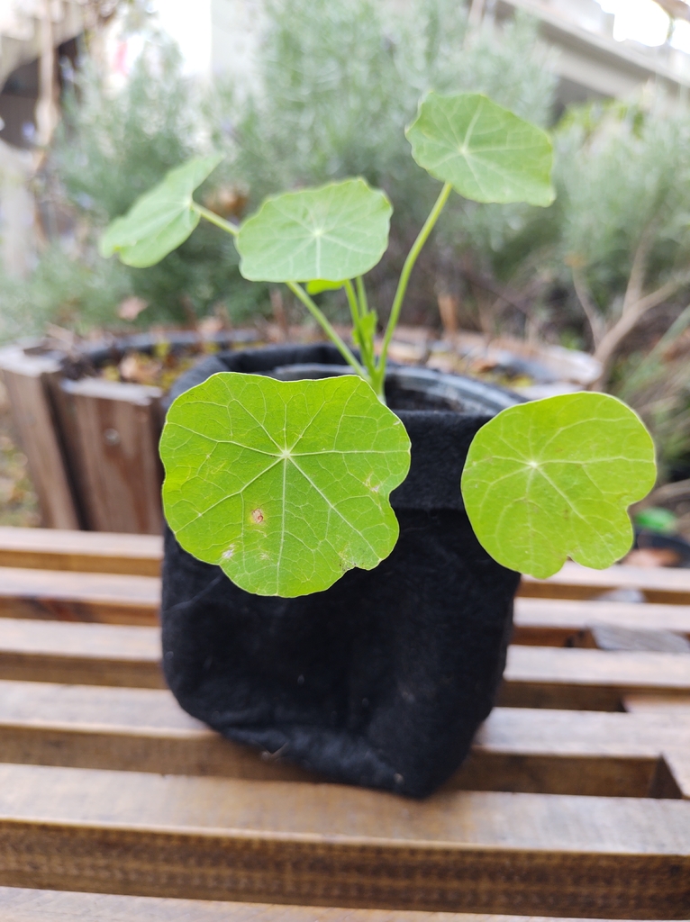 Planta de Taco de Reina - Comprar en Fértil