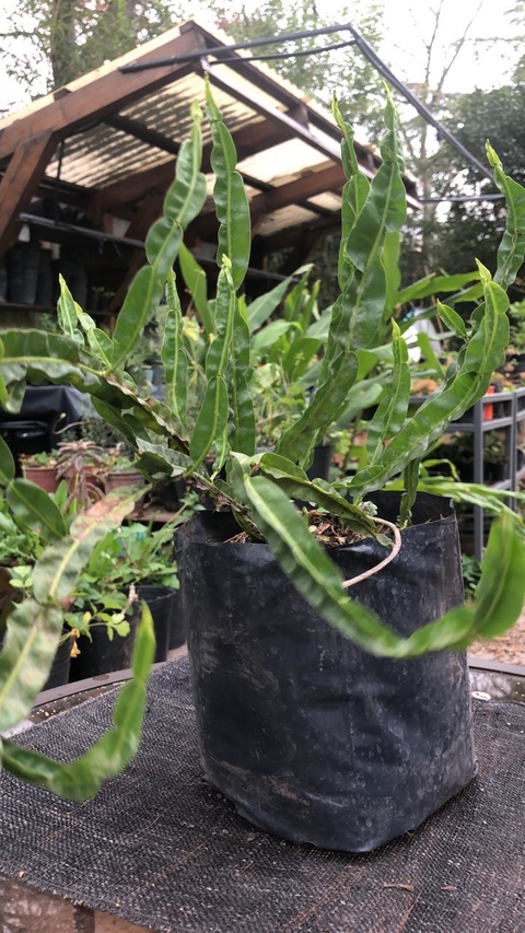 Planta de Carqueja - Comprar en Fértil