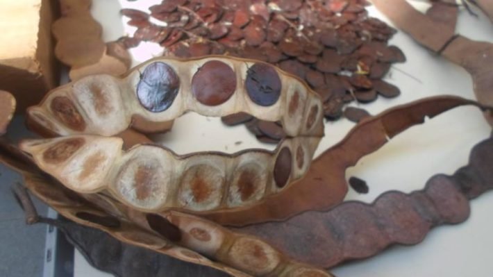 Rapé Indígena YOPO PURO ATIVADO COM CALCÁRIO NATURAL EXTRA FORTE 20g Sem Tabaco